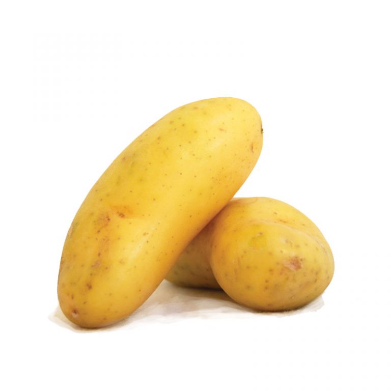 Pomme de terre Celtiane – JMF partenariat
